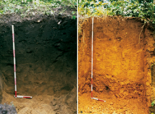 Exploring Biochar: Ancient Secrets for Environmental Problems - S.G. Kubrak